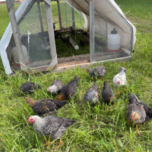 Flying Leap Farm | Humanely Raised Pork, Chicken & more